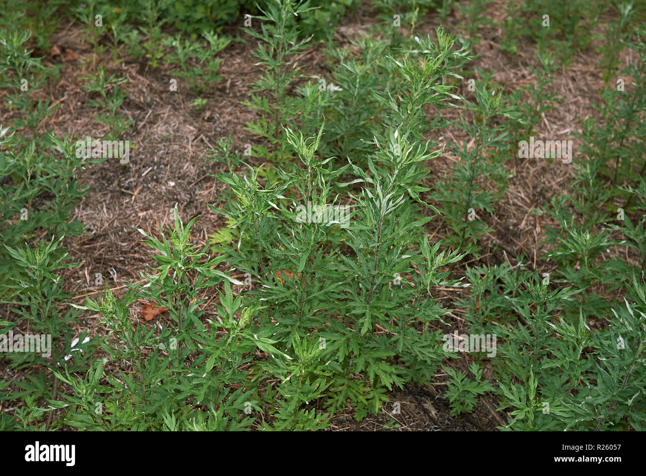 Artemisia vulgaris plants Stock Photo - Alamy