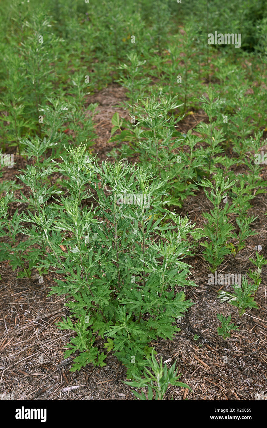 Artemisia vulgaris plants Stock Photo - Alamy