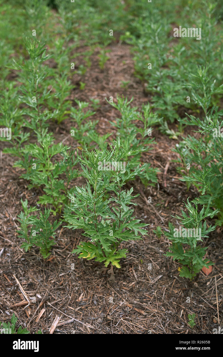 Artemisia vulgaris plants Stock Photo - Alamy