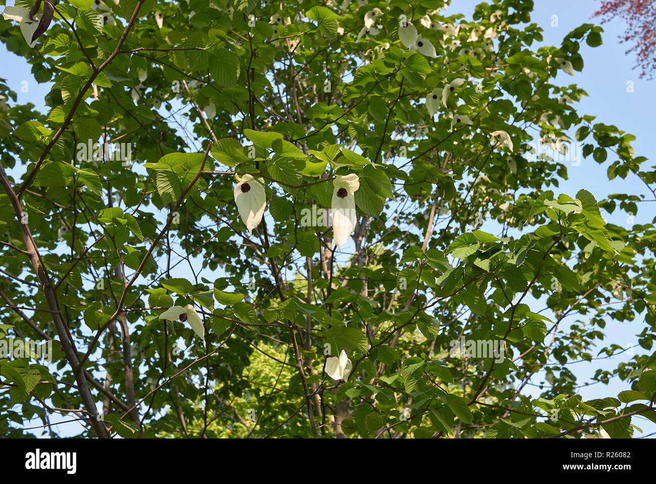 Davidia involucrata branch with flowers Stock Photo - Alamy