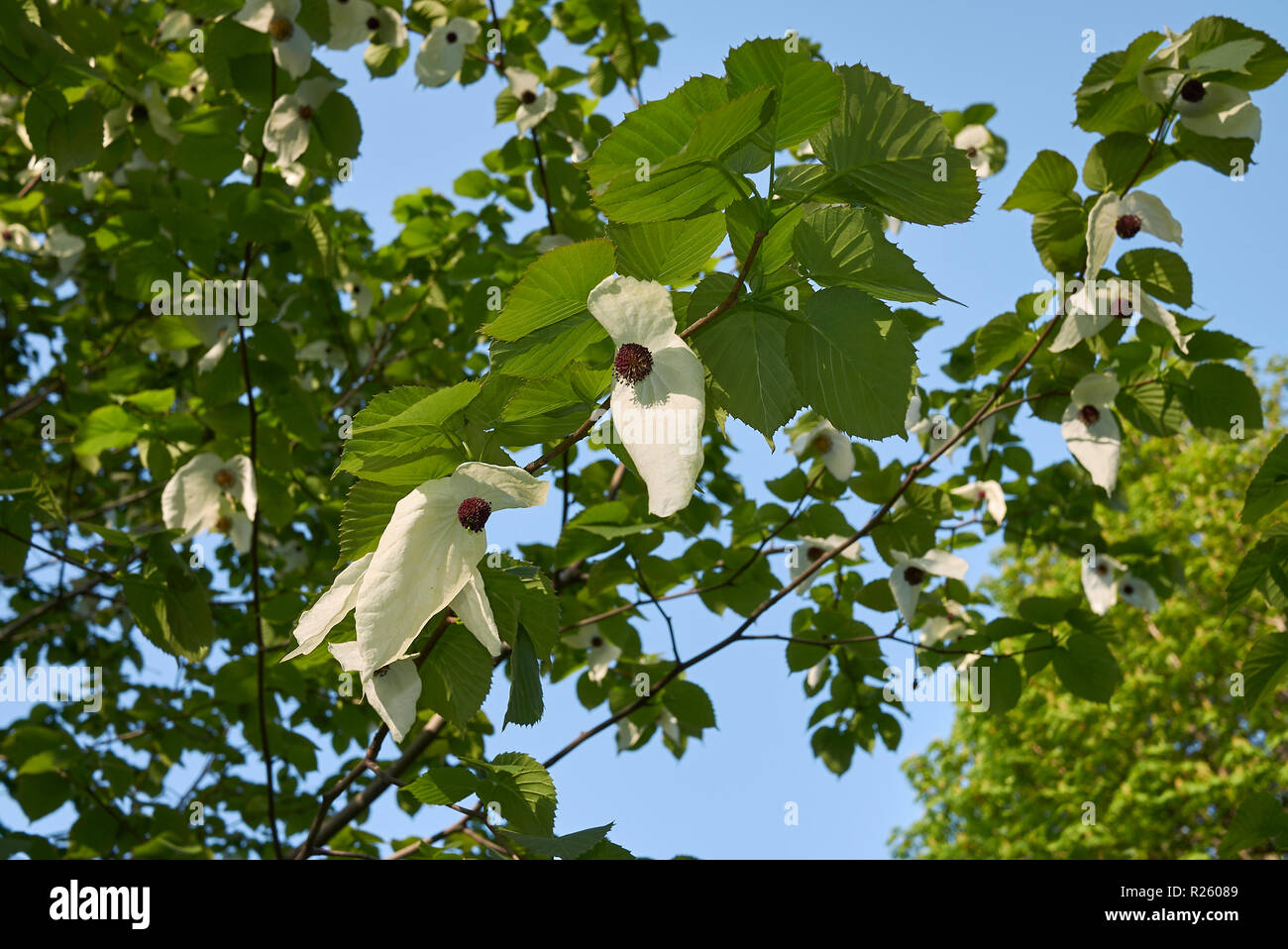 Davidia involucrata branch with flowers Stock Photo - Alamy