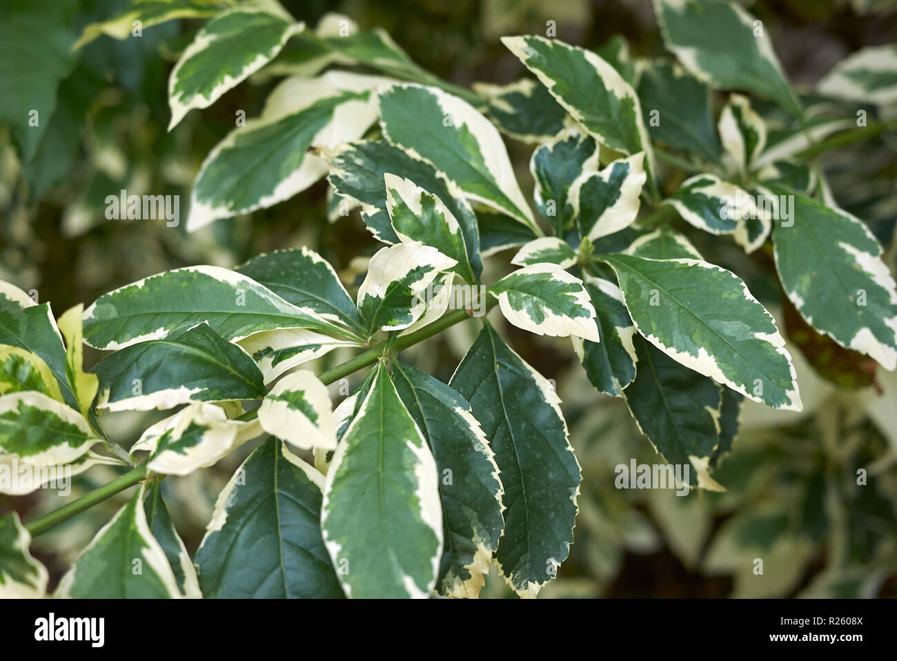 Variegated foliage hedge hi-res stock photography and images - Alamy