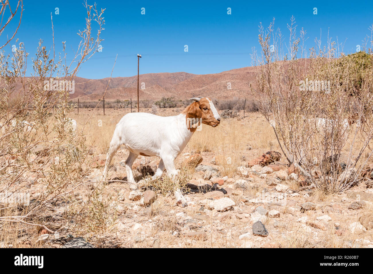 Namibia goat hi-res stock photography and images - Alamy