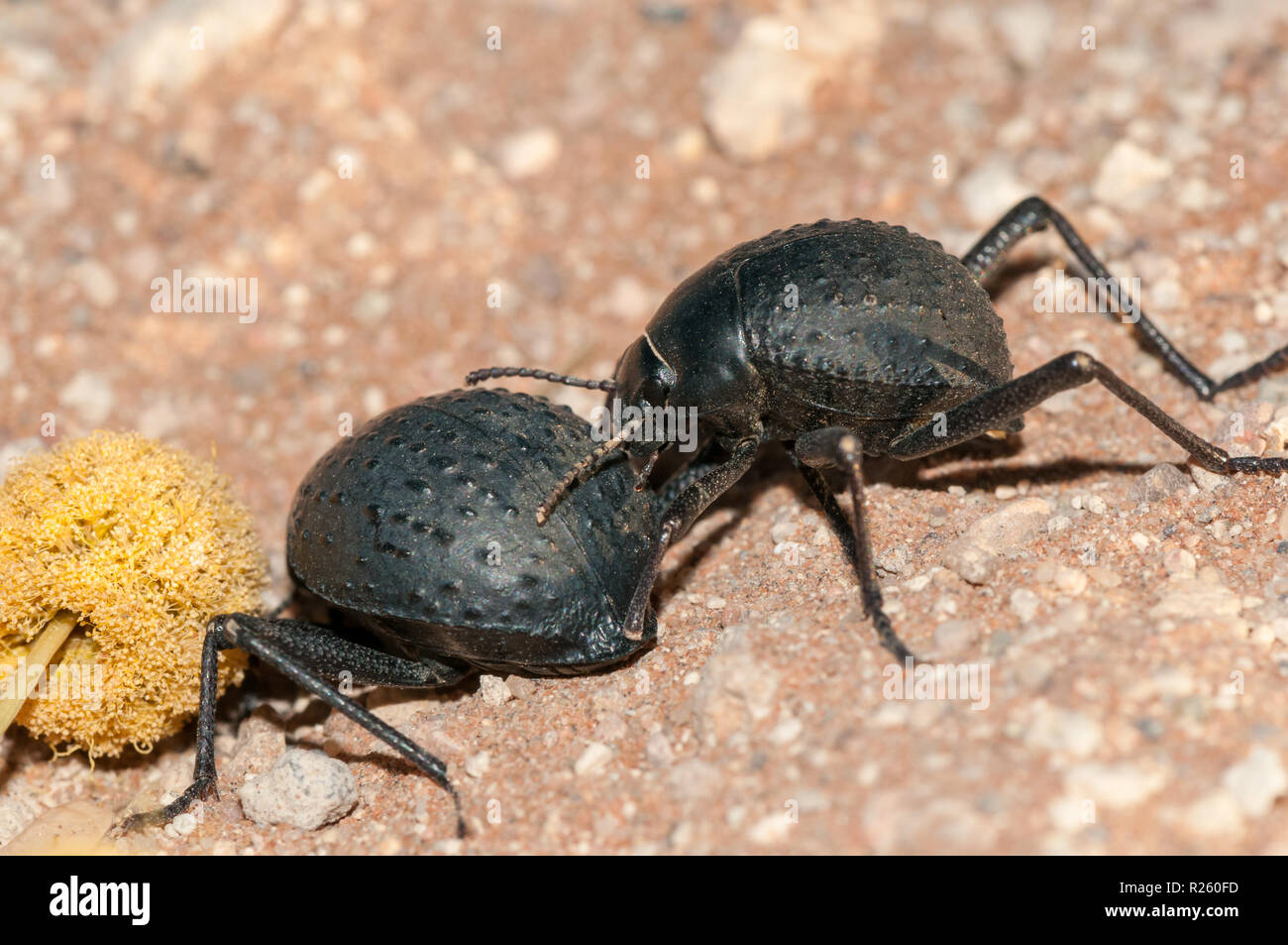 Stenocara hi-res stock photography and images - Alamy
