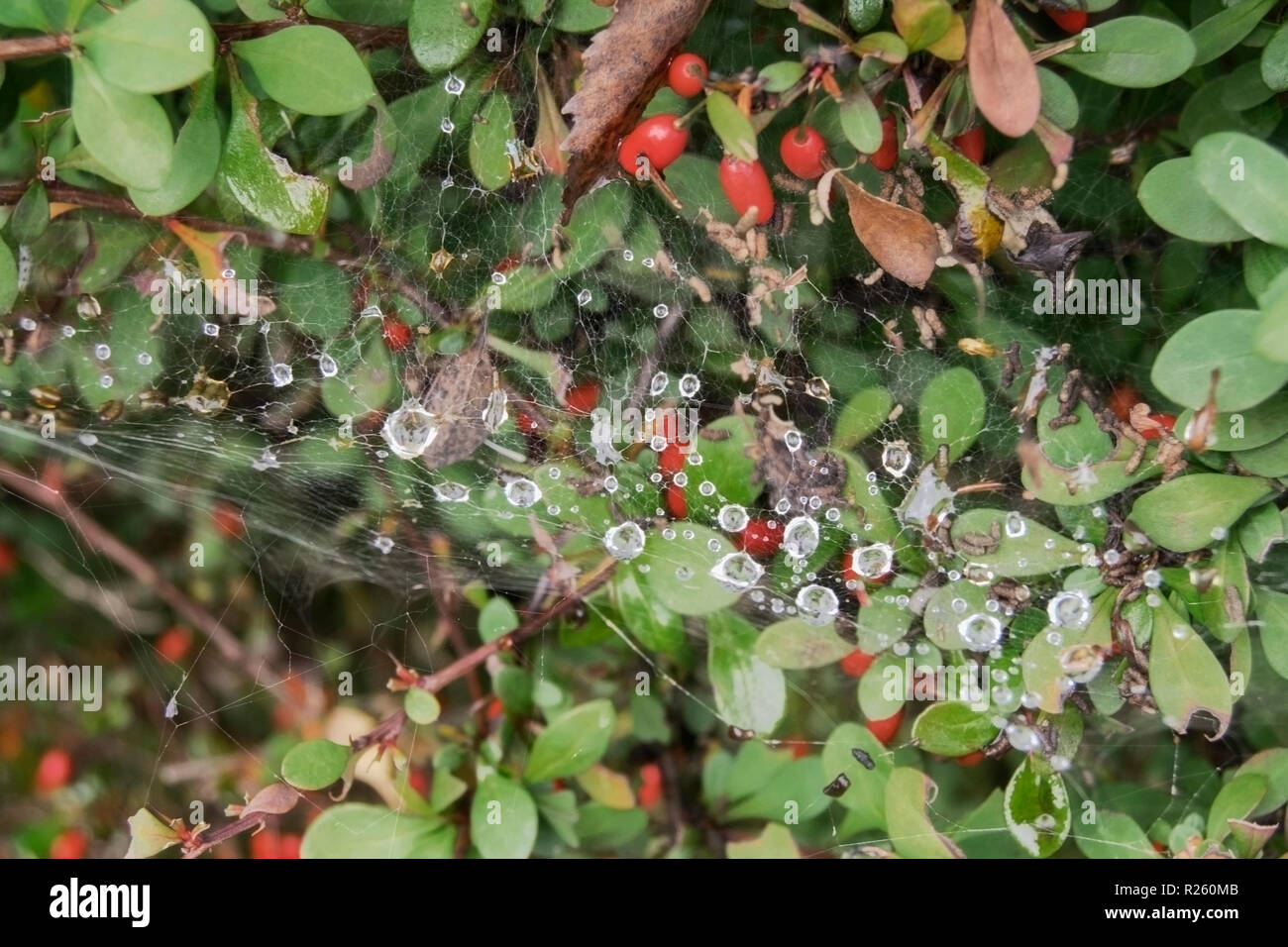 Bush and rain hi-res stock photography and images - Alamy