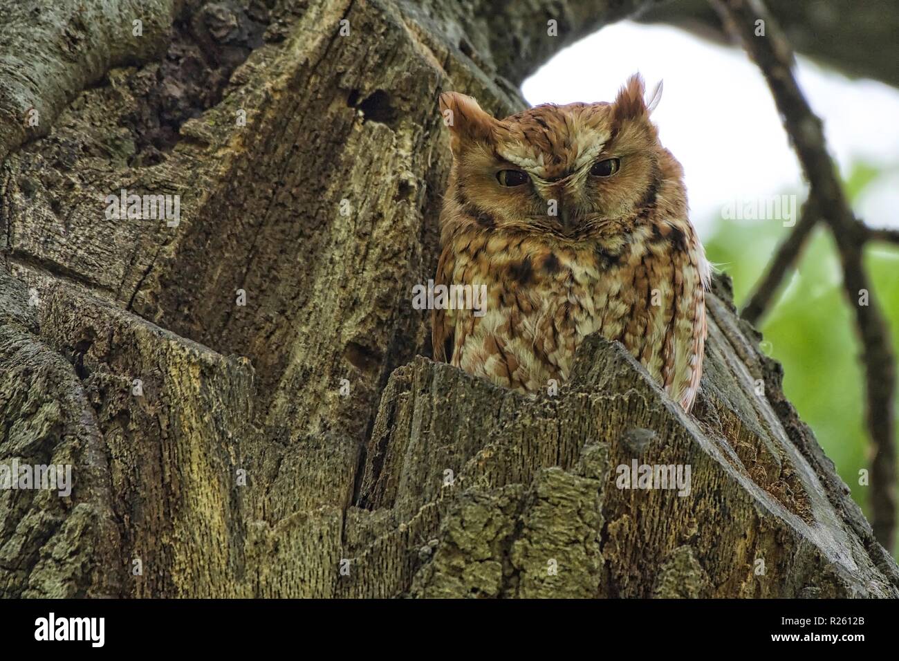 Red Screech Owl Stock Photos & Red Screech Owl Stock Images - Alamy