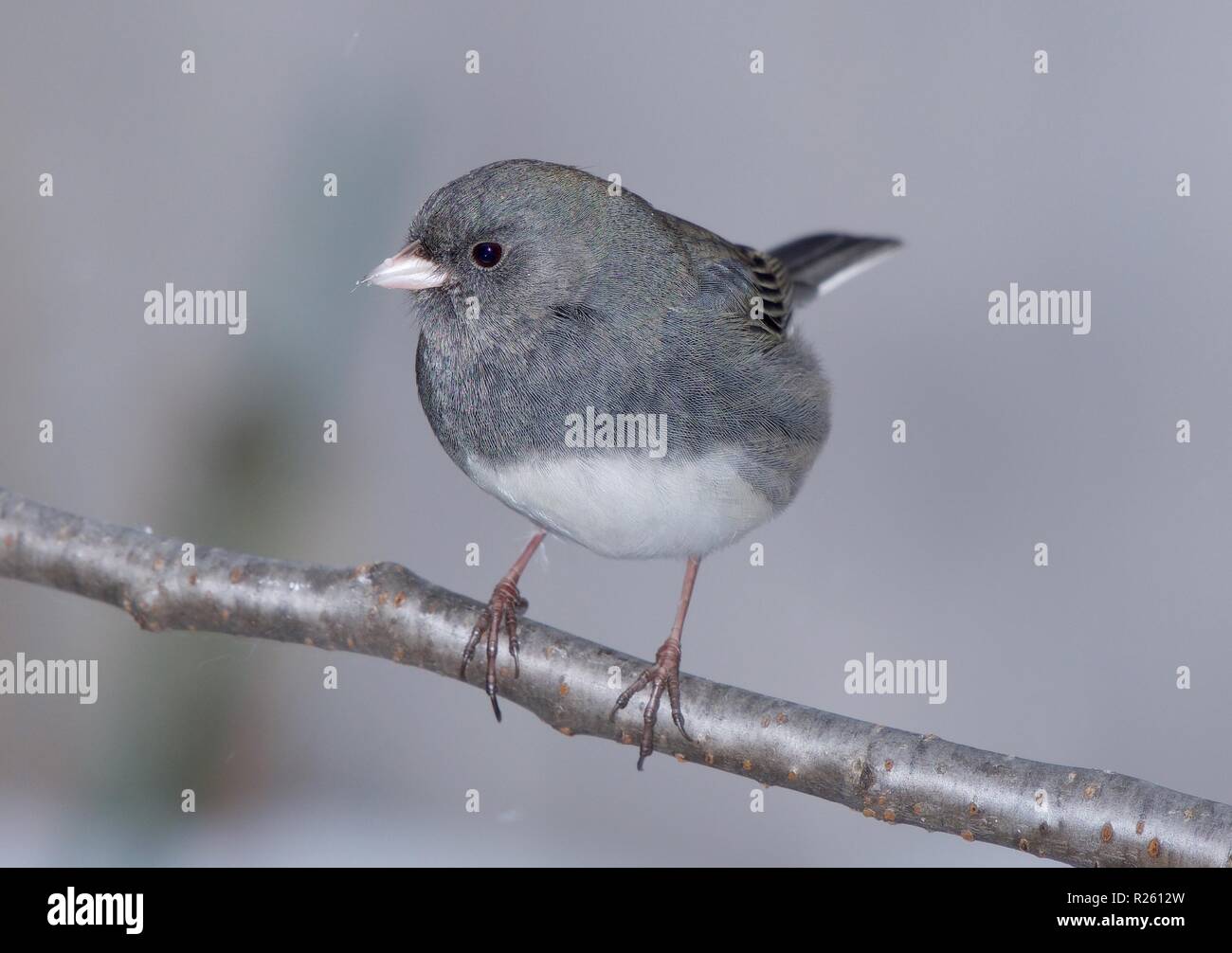 Junco cute bird hi-res stock photography and images - Alamy