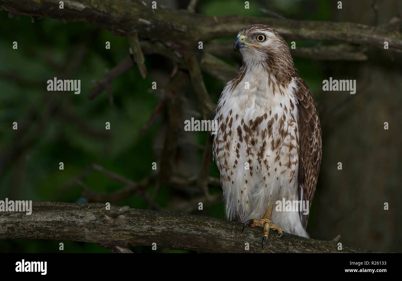Alert hawk hi-res stock photography and images - Alamy