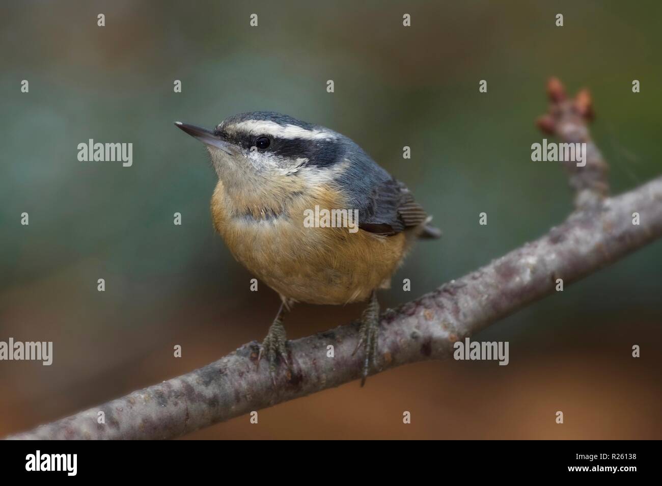 Beautiful nuthatch hi-res stock photography and images - Alamy