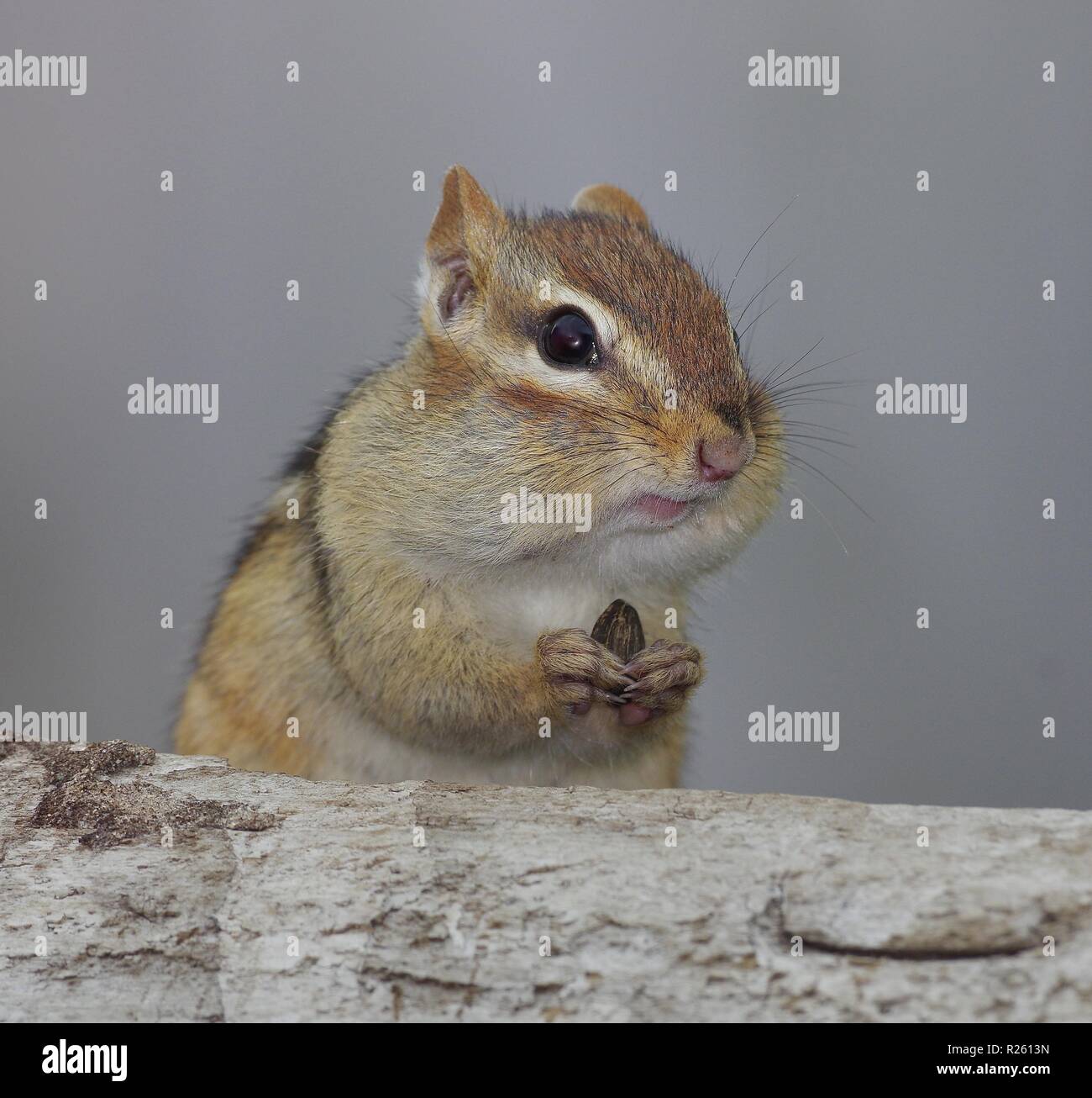 Eastern Chipmunk with seed Stock Photo - Alamy