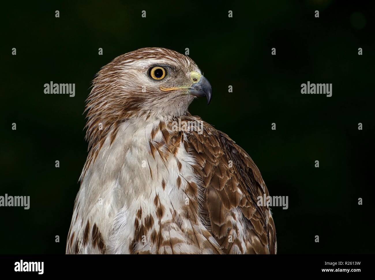Red Tail Hawk portrait Stock Photo - Alamy