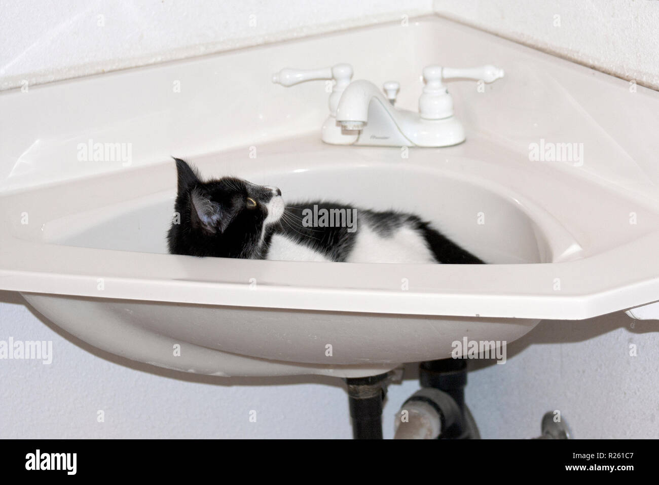 An inquisitive kitten decides to use a sink for a bed Stock Photo - Alamy