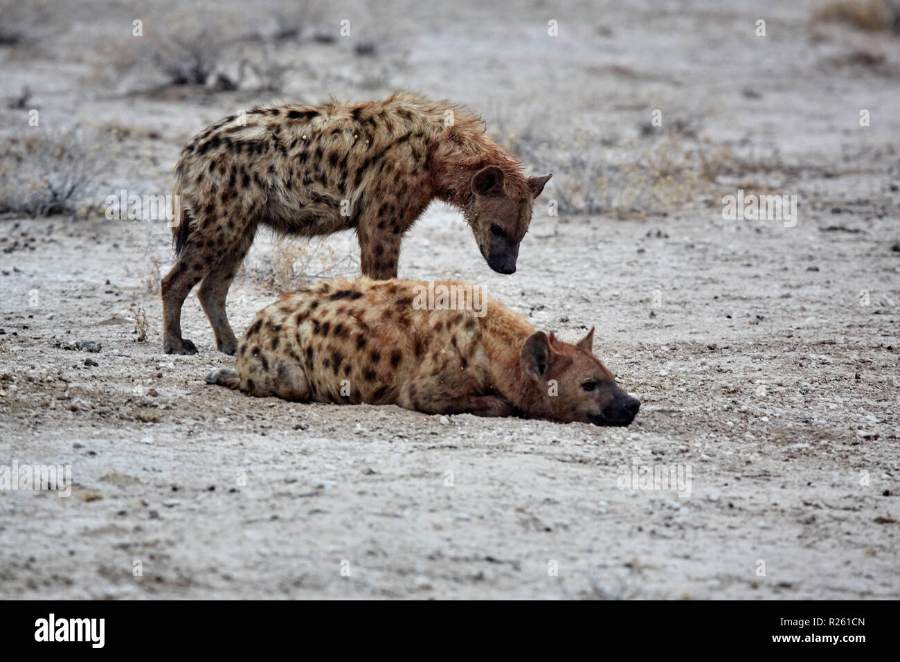 A pair of Spotted Hyenas, Crocuta Crocuta in Etosha National Park ...