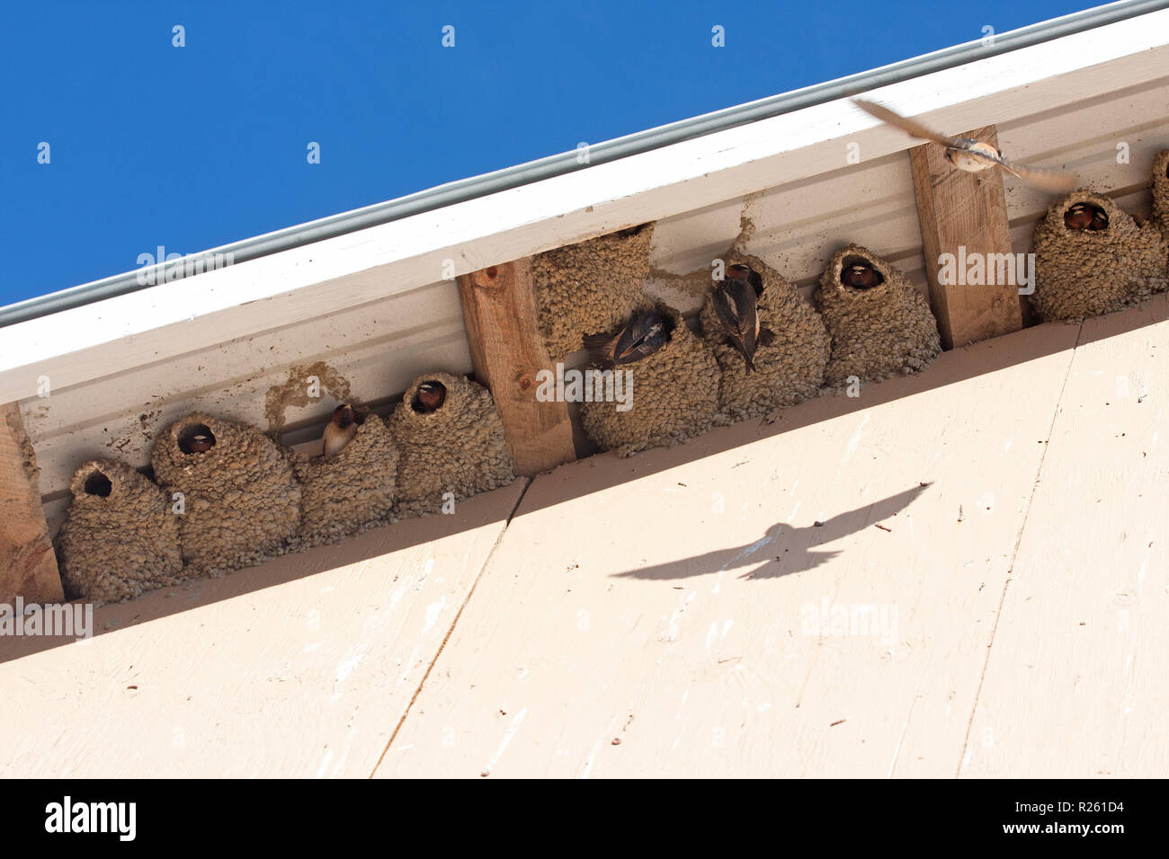 Insects nests hi-res stock photography and images - Alamy