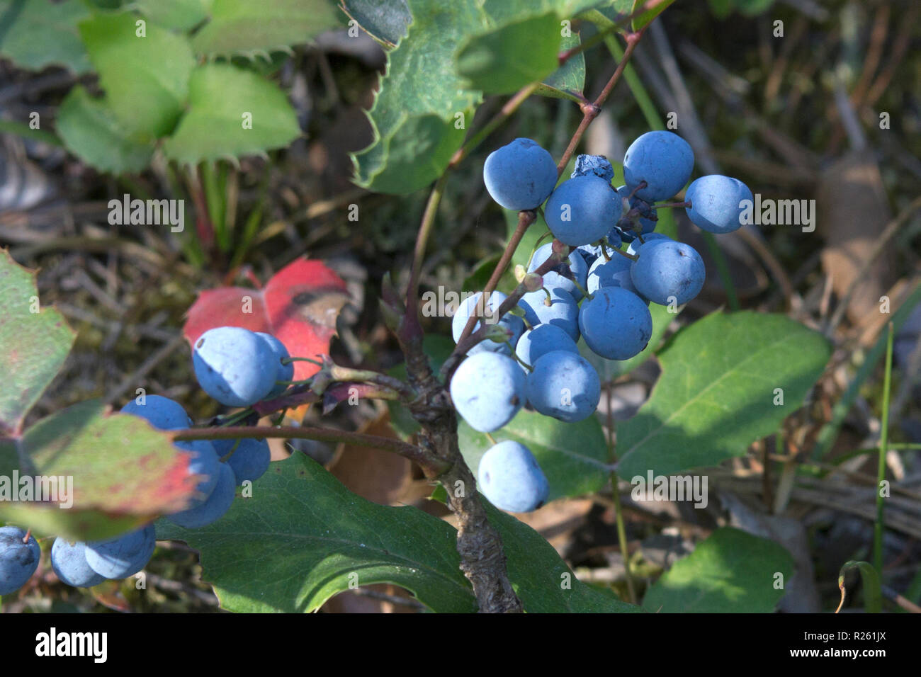 Oregon Berry Festival