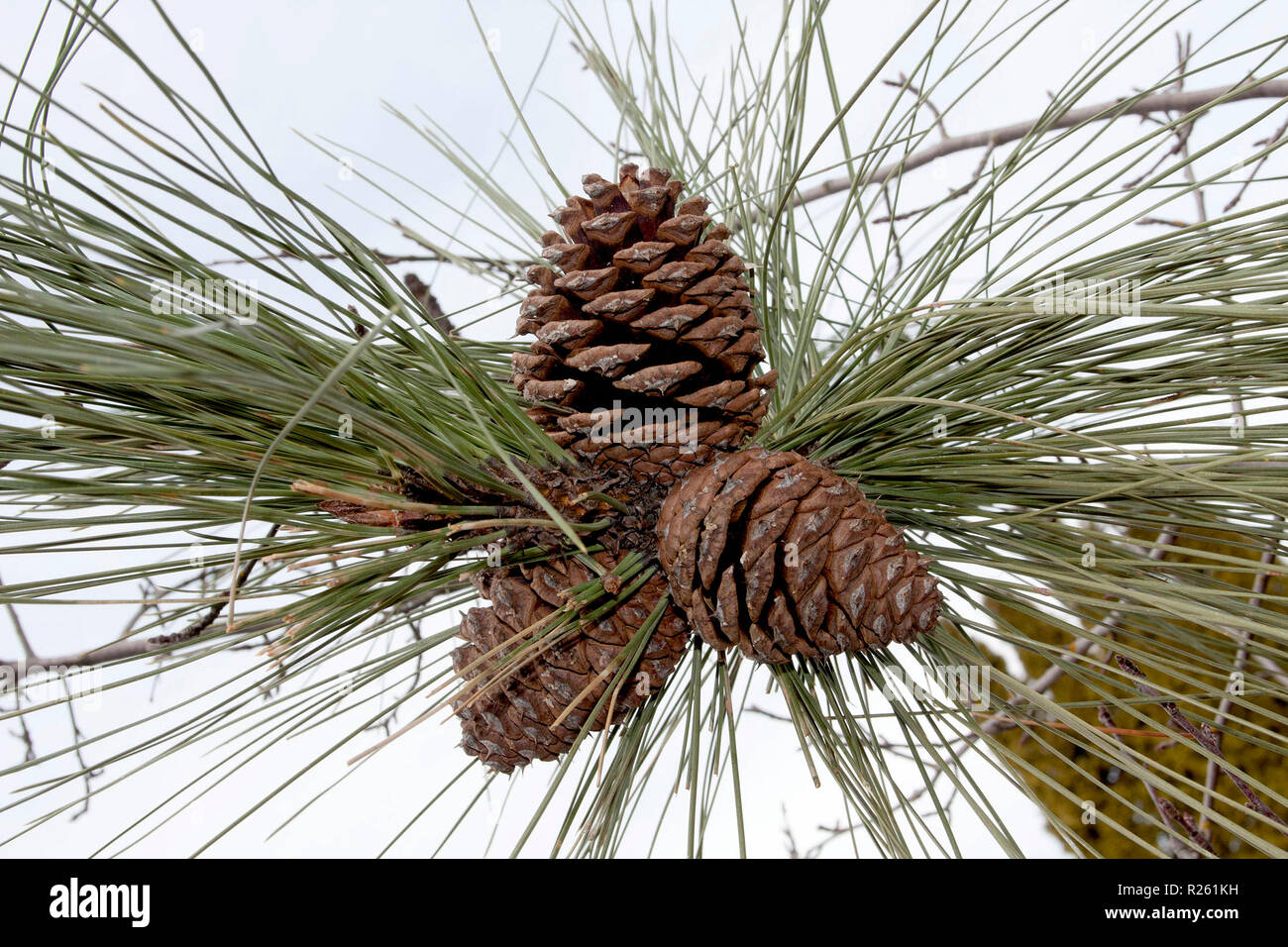 A natural trio of Ponderosa Pine Cones Stock Photo - Alamy