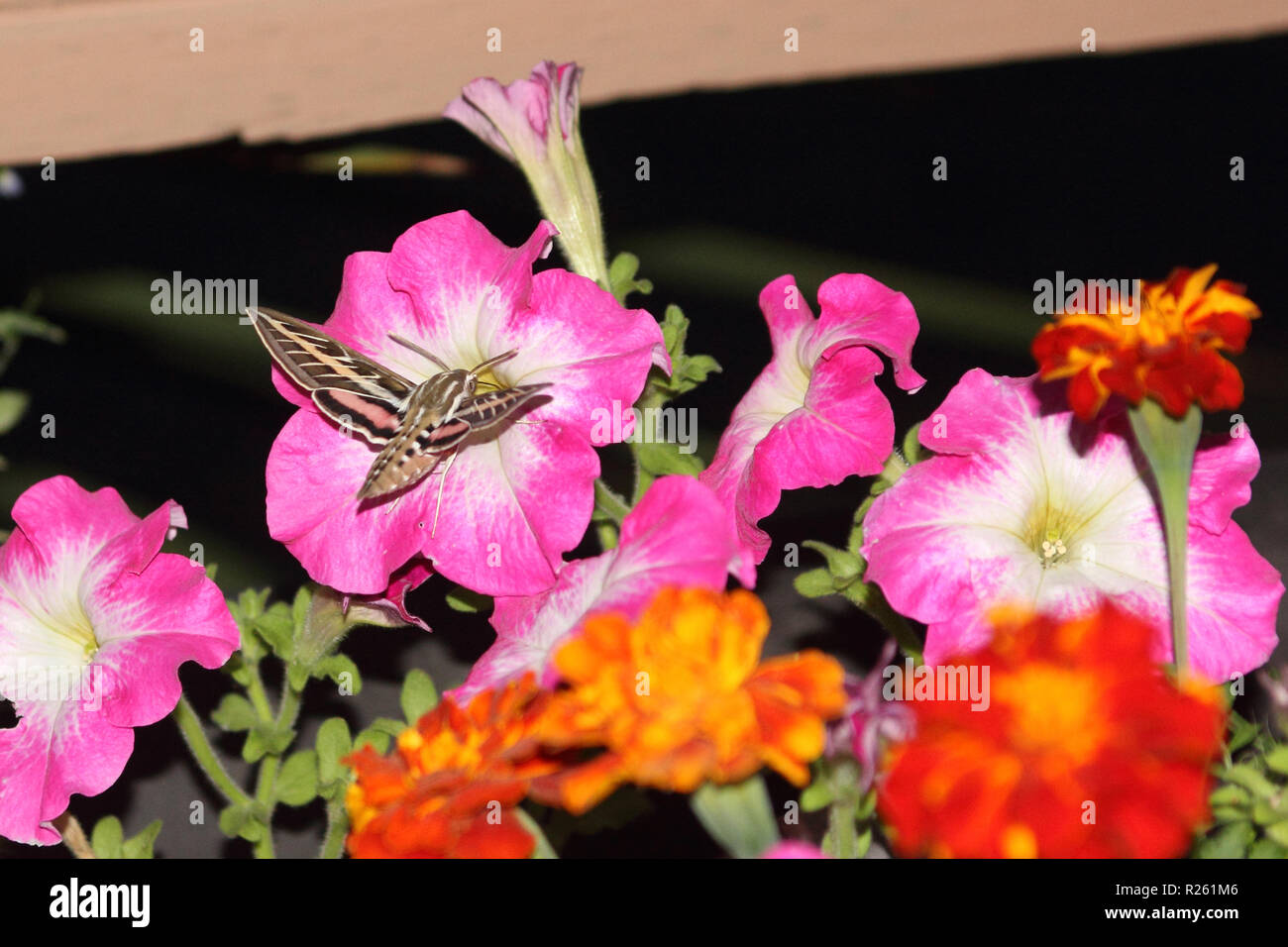 Marigold flowers petunia flowers hi-res stock photography and images ...