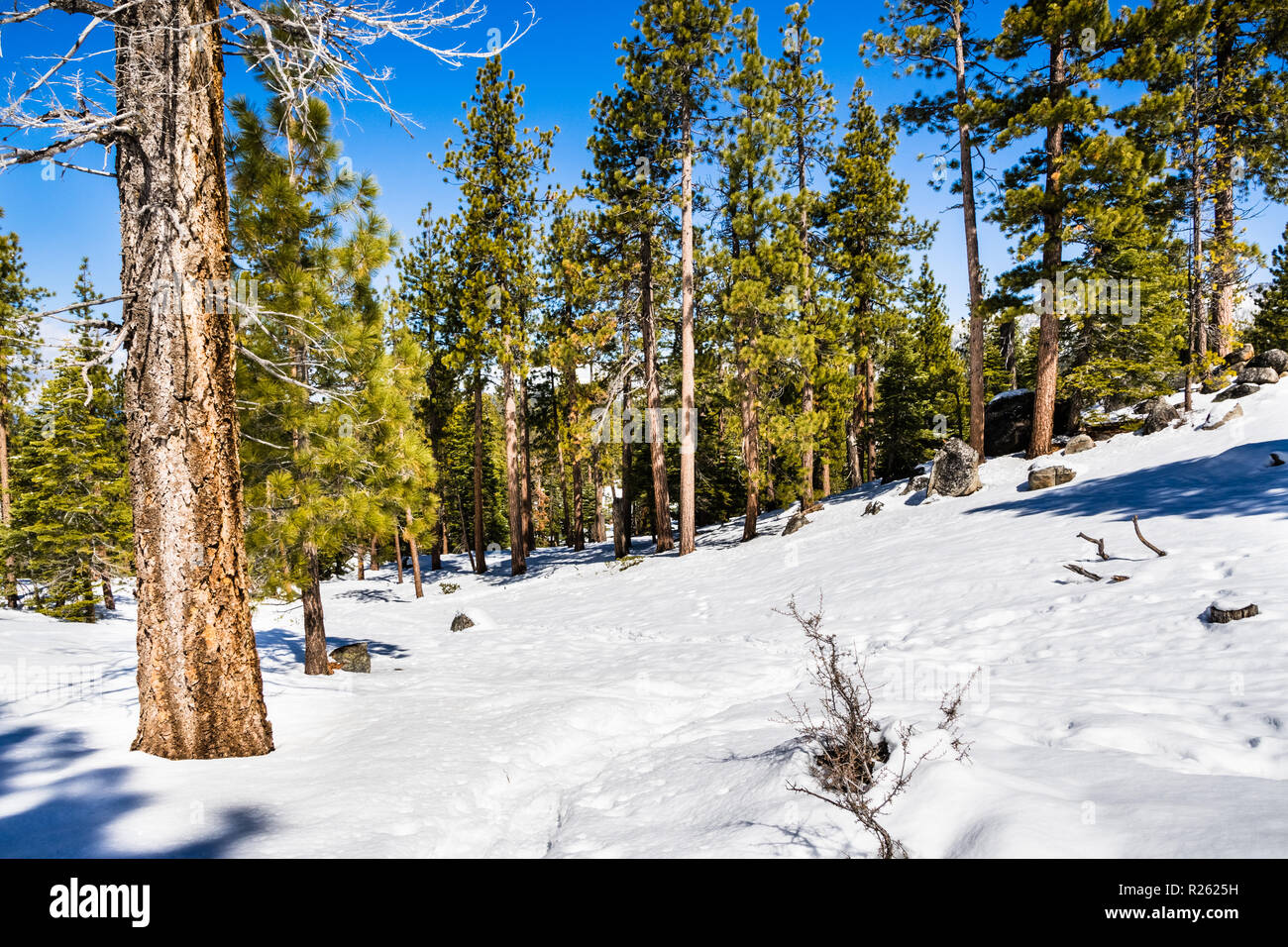 Ice Sickle High Resolution Stock Photography and Images - Alamy