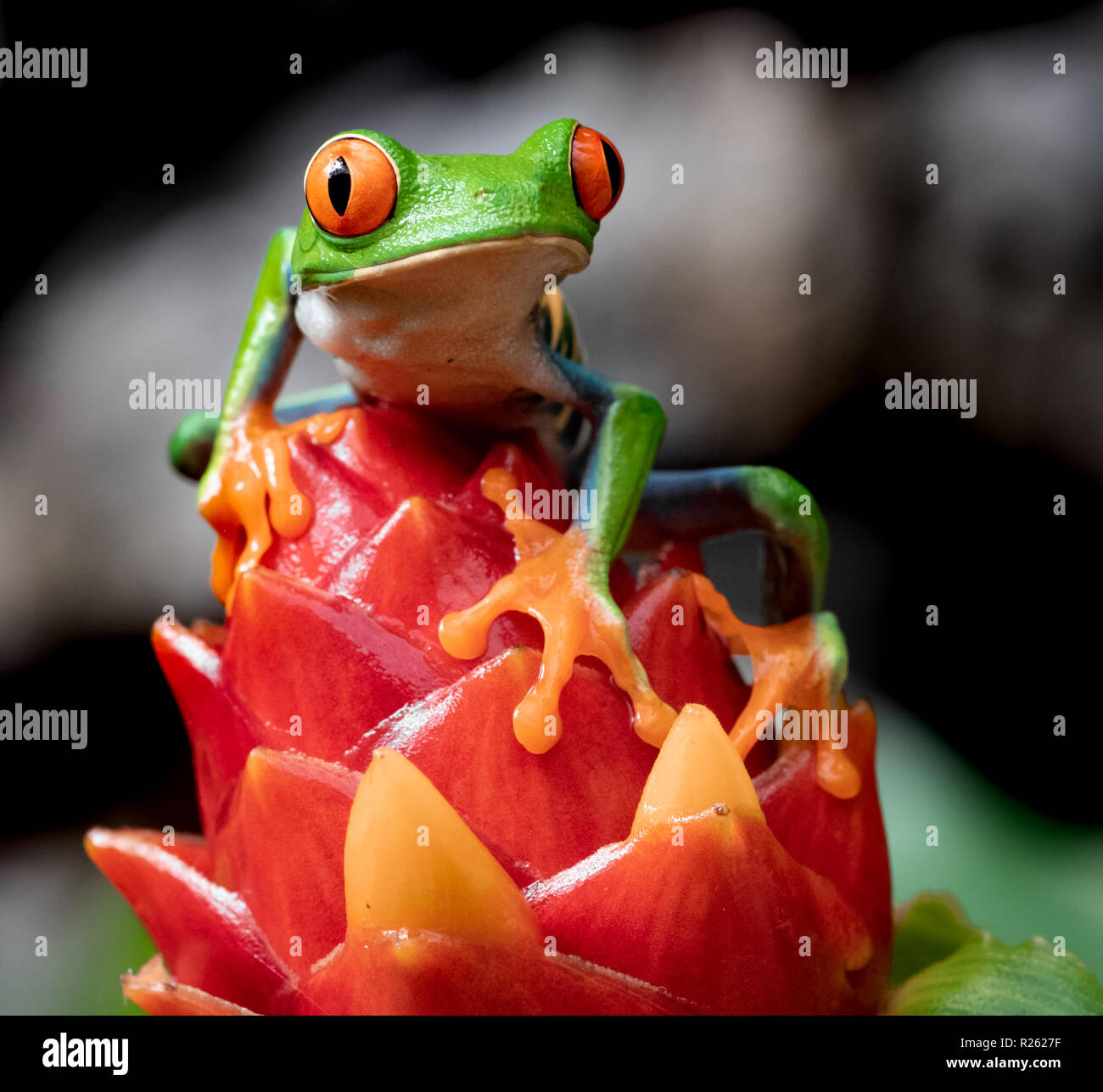 Splendid Leaf Frog High Resolution Stock Photography and Images - Alamy