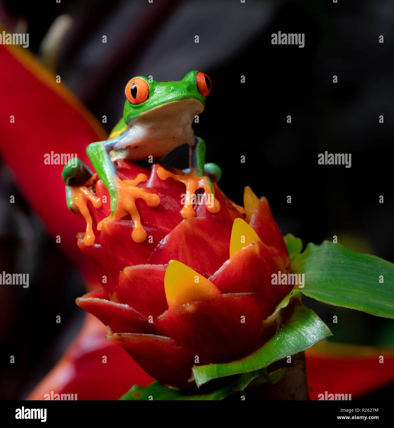 Red-eyed Tree Frog in Costa Rica Stock Photo - Alamy