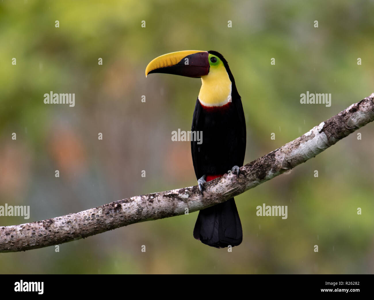 Wild toucan eating fruit hi-res stock photography and images - Alamy