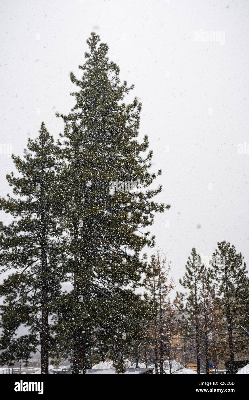 Heavy snow trees mountains hi-res stock photography and images - Alamy