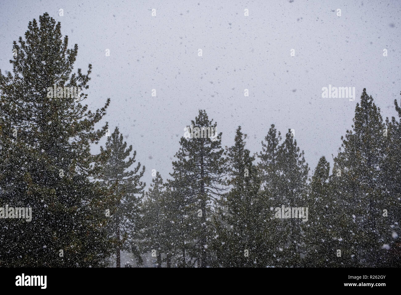 Heavy snow falling hi-res stock photography and images - Alamy
