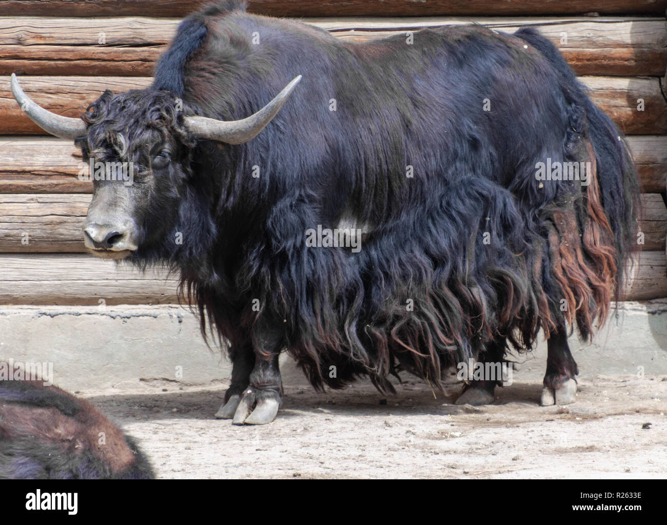 Brown yak hi-res stock photography and images - Alamy