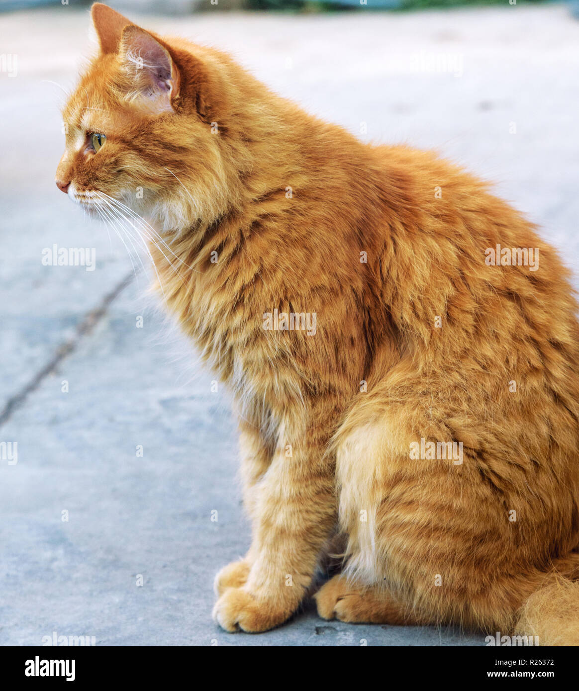 Red fluffy cat hi-res stock photography and images - Alamy