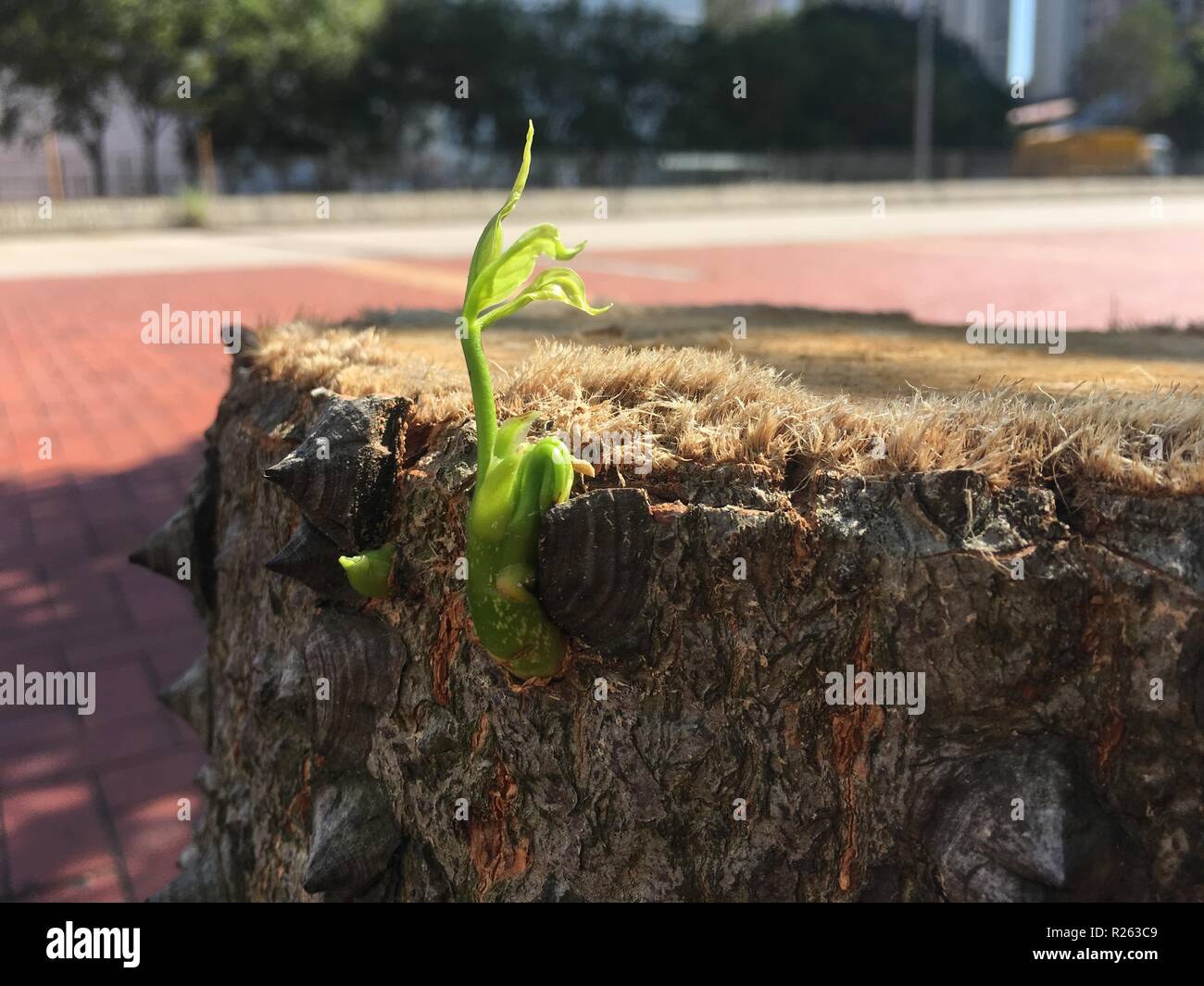 Reborn hi-res stock photography and images - Alamy