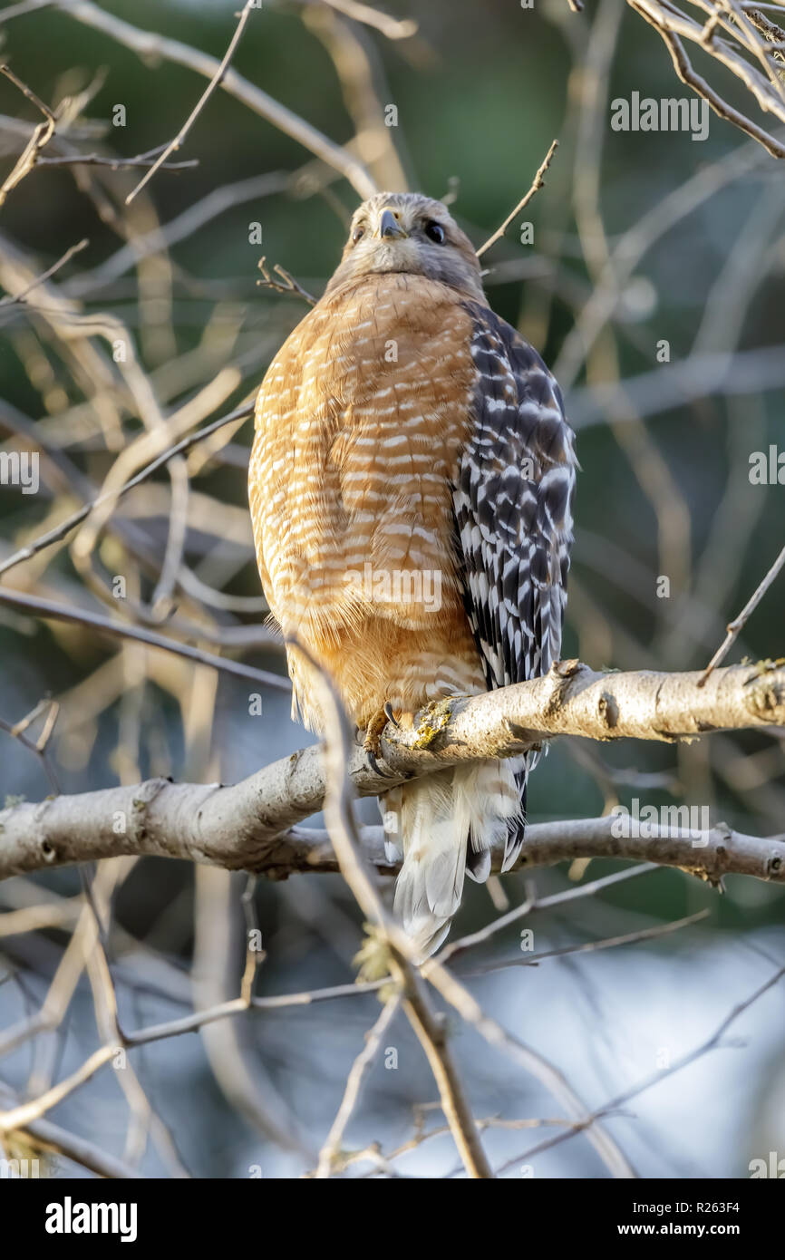 Red-shouldered Hawk, Adult Stock Photo - Alamy
