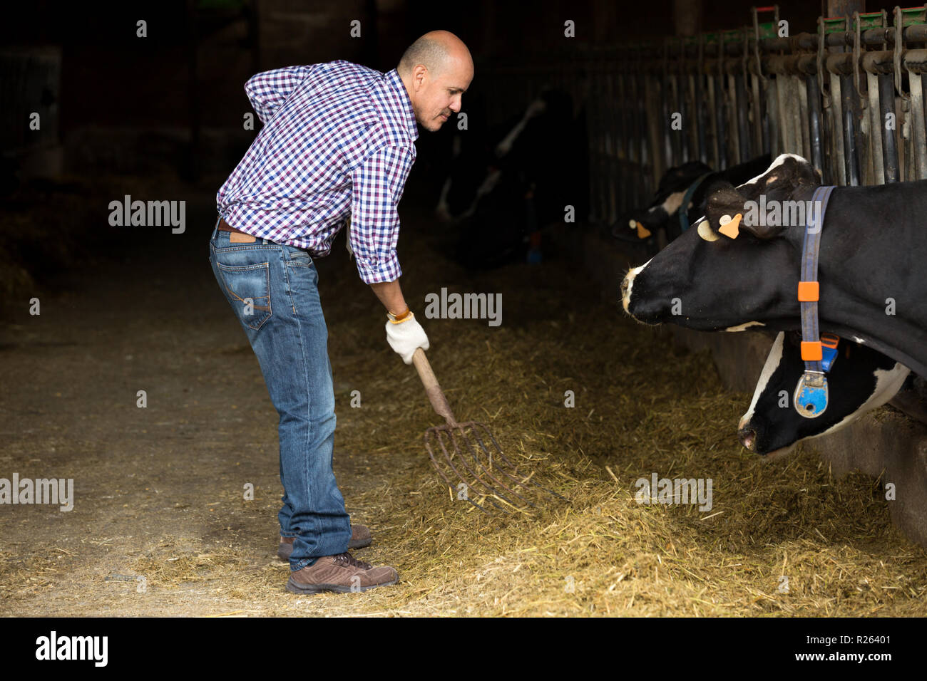 Positive male farmer holding agricultural tool and standing in hangar ...