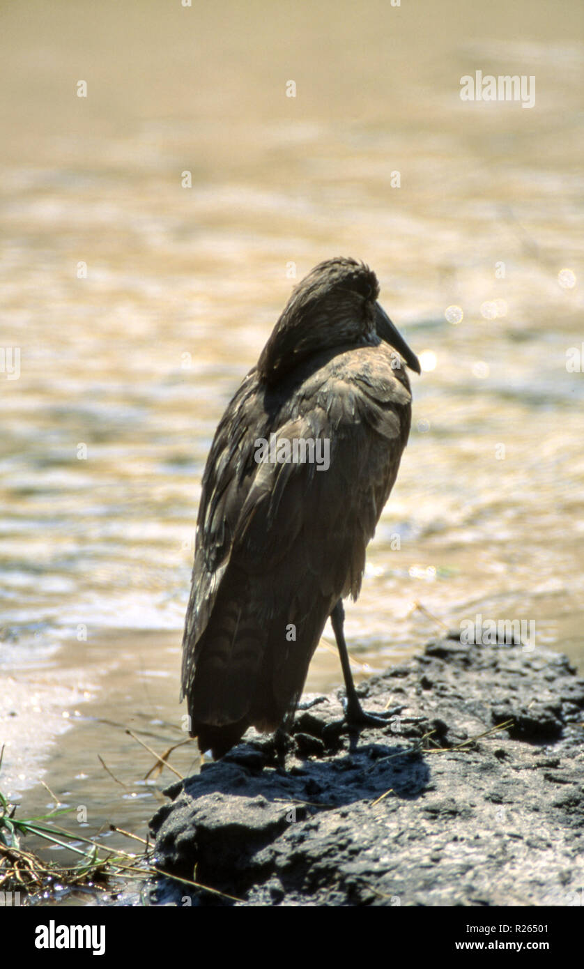 Hamerkop scopus umbretta botswana hi-res stock photography and images ...