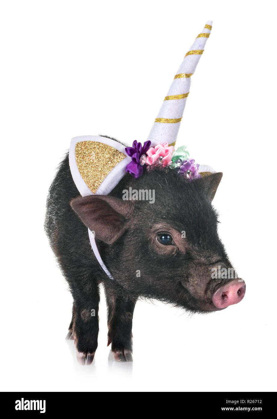 unicorn vietnamese pig in front of white background Stock Photo - Alamy
