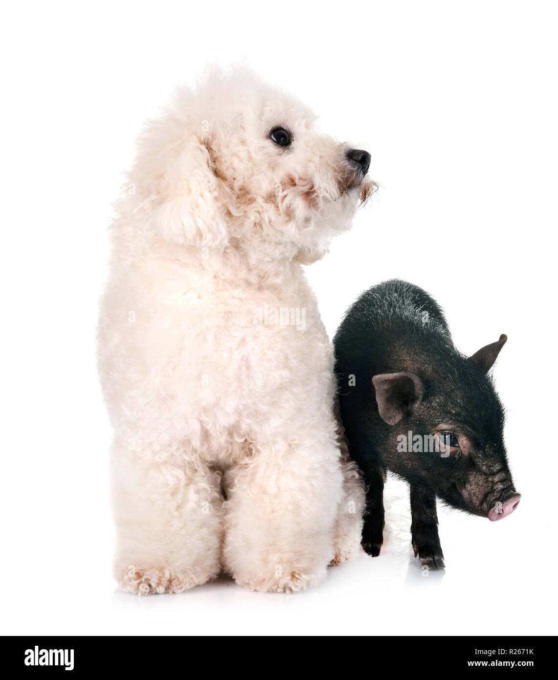 vietnamese pig and bichon in front of white background Stock Photo - Alamy