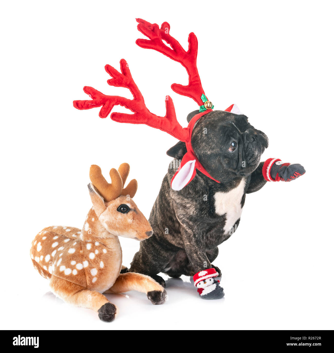 French bulldog puppy toy Cut Out Stock Images & Pictures - Alamy