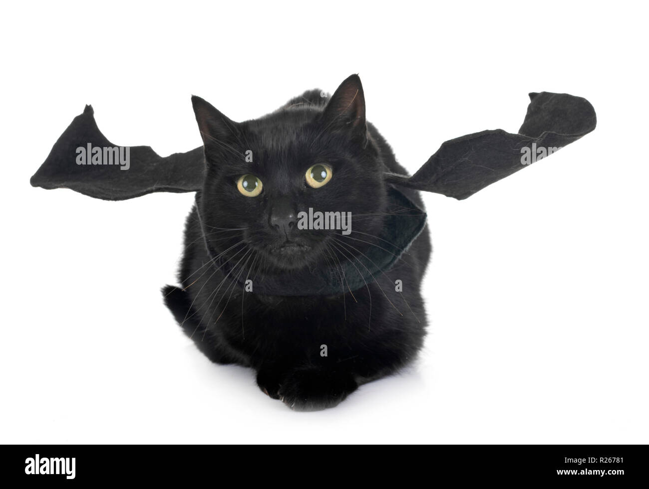 bat cat in front of white background Stock Photo - Alamy