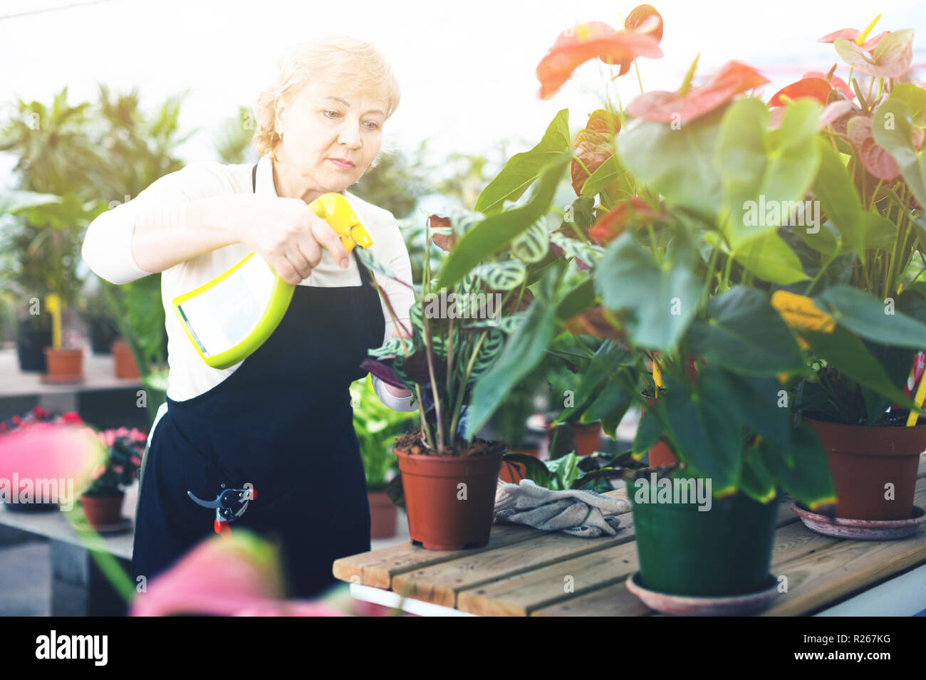 Adult diligent efficient glad female gardener is processing flowers ...