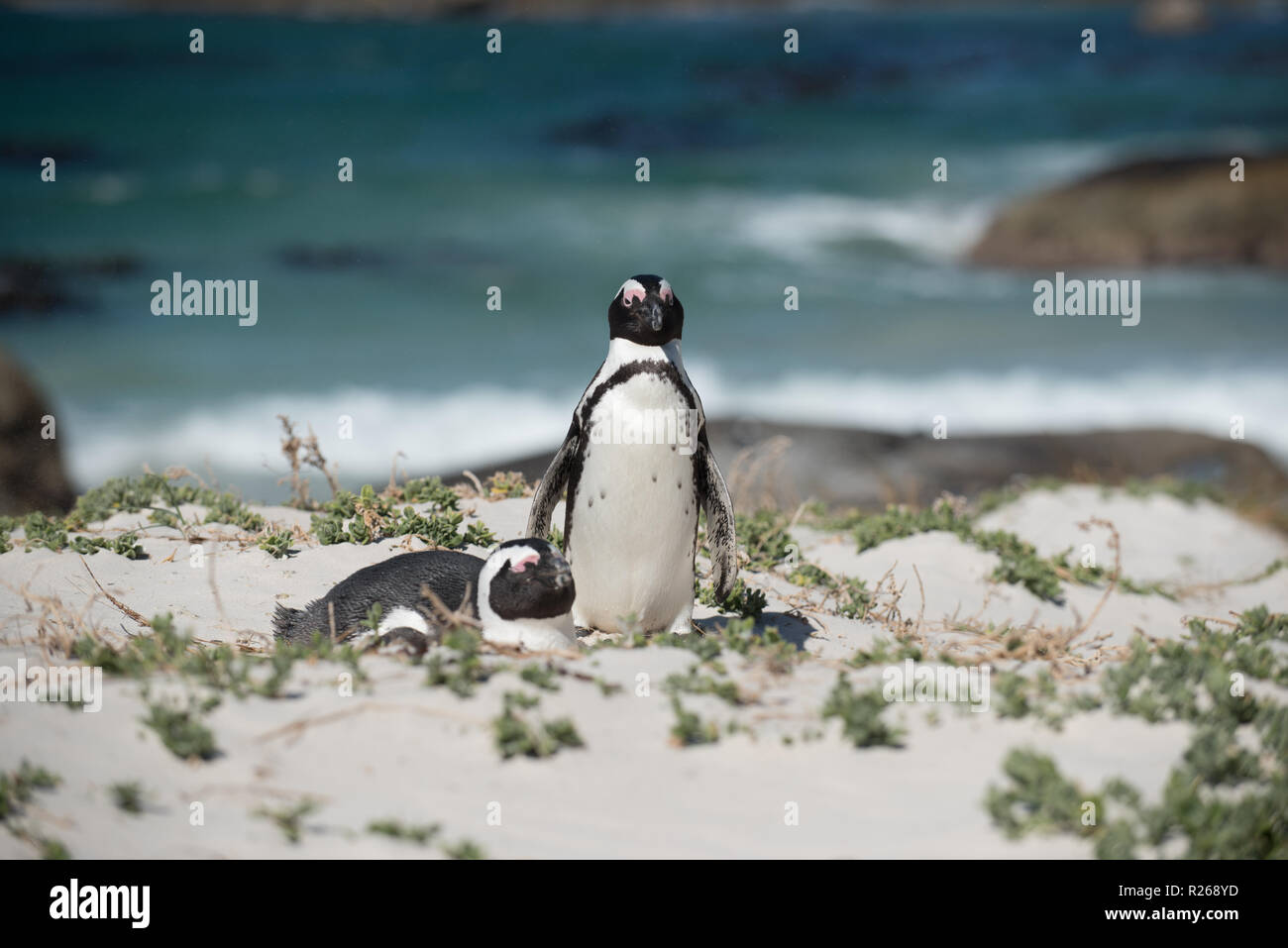 Penguin at a beach near Cape Town, South Africa Stock Photo - Alamy