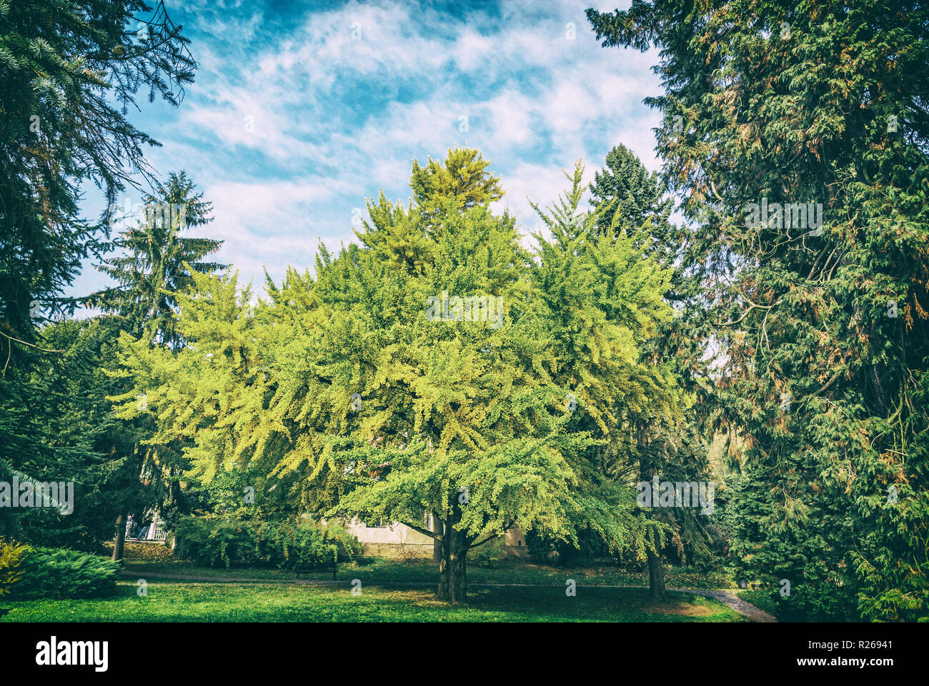 Autumn scene in Bojnice, Slovak republic. Colorful trees. Seasonal ...