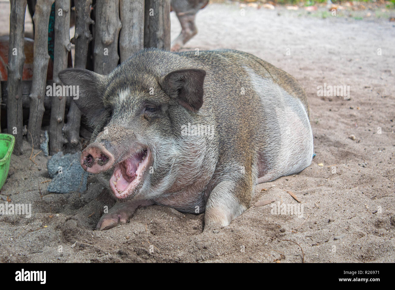 Pig relaxing in the Sand Stock Photo - Alamy