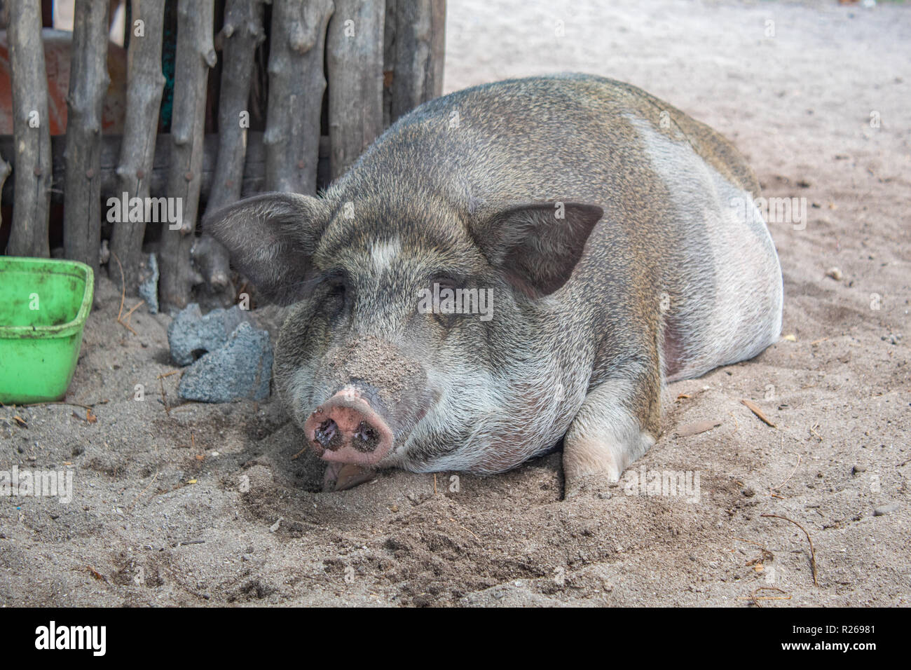 Pig relaxing in the Sand Stock Photo - Alamy
