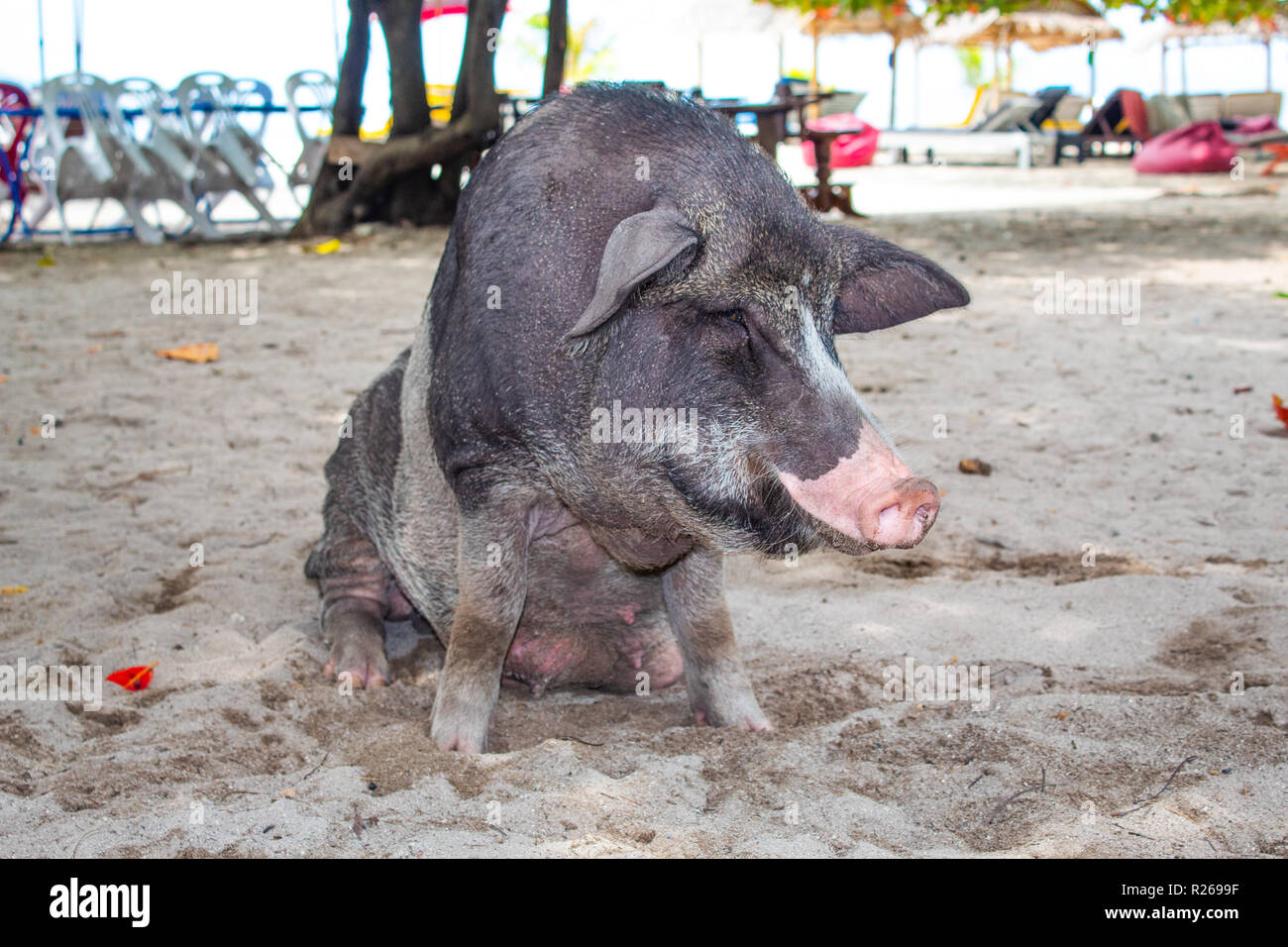 Pig relaxing in the Sand Stock Photo - Alamy