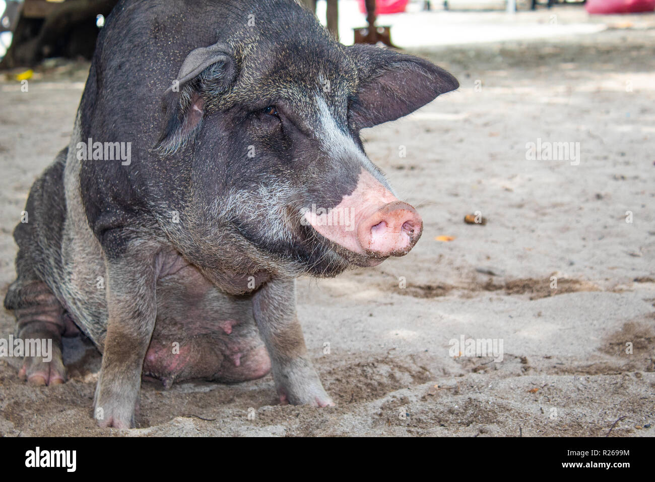 Pig relaxing in the Sand Stock Photo - Alamy
