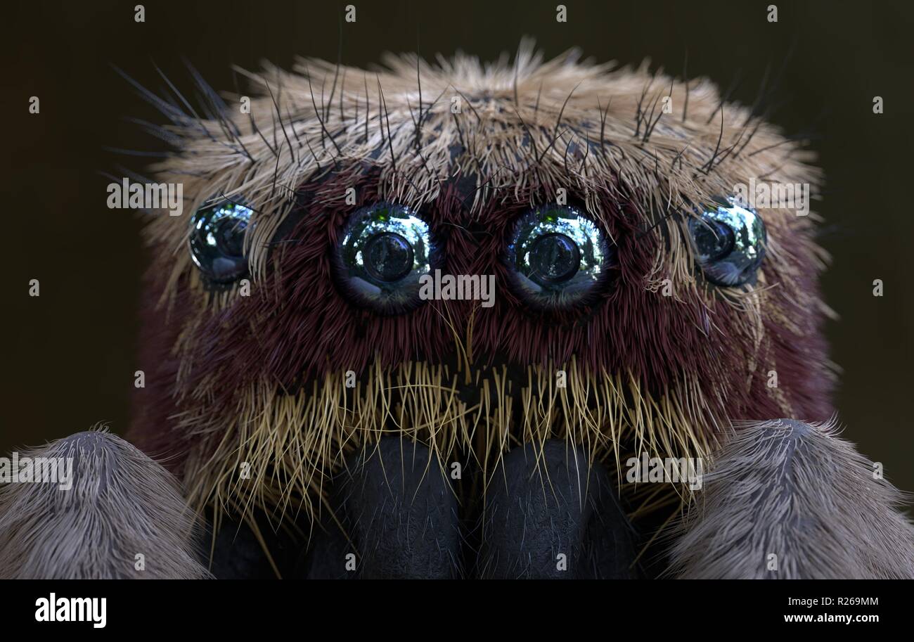 Salticus scenicus jumping spider macro 3d render Stock Photo - Alamy
