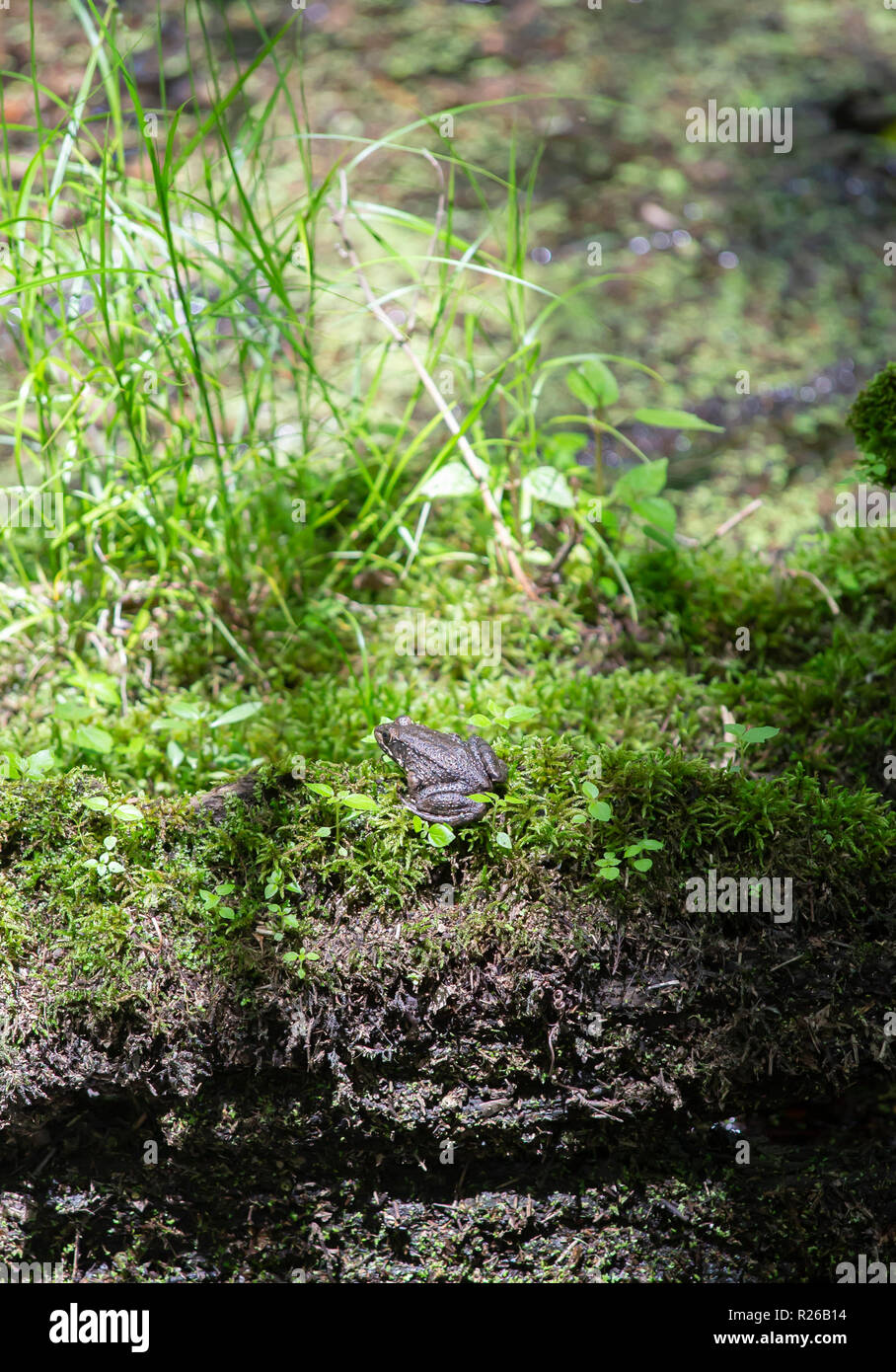 Small swamp frog in its natural habitat on a creek bank Stock Photo - Alamy