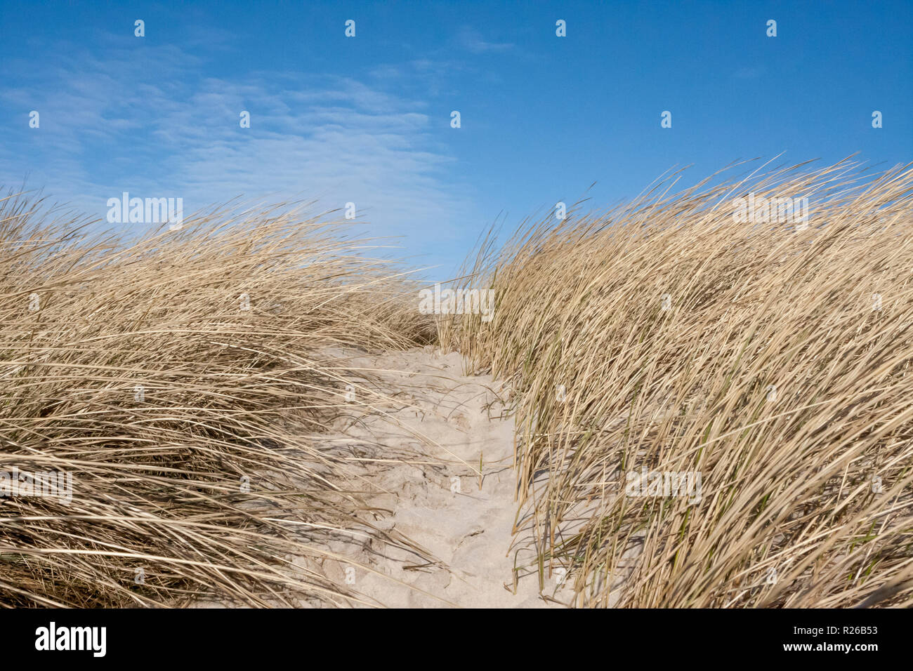 North Sea dune path, Denmark, Europe Stock Photo - Alamy