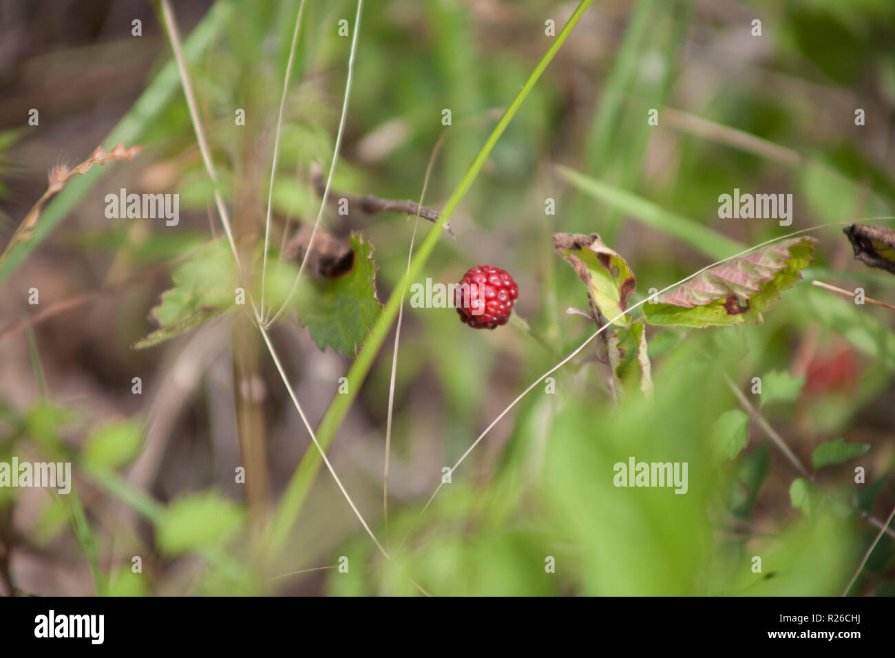 Dewberries growing hi-res stock photography and images - Alamy