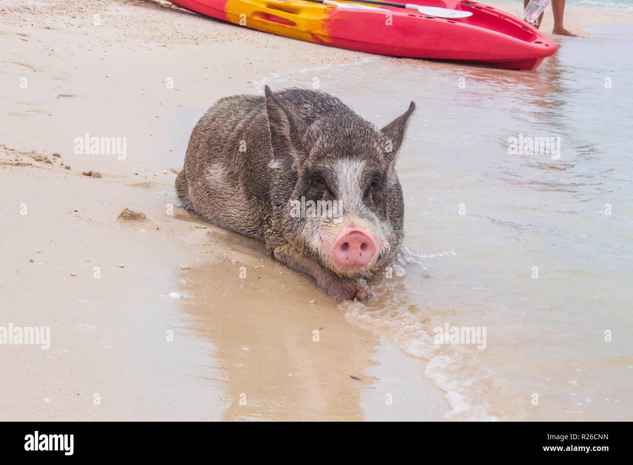 Happy pig relaxing at the beach Stock Photo - Alamy