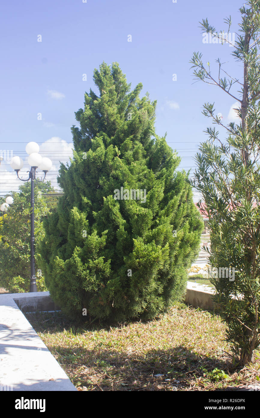 The green tree trees hi-res stock photography and images - Alamy